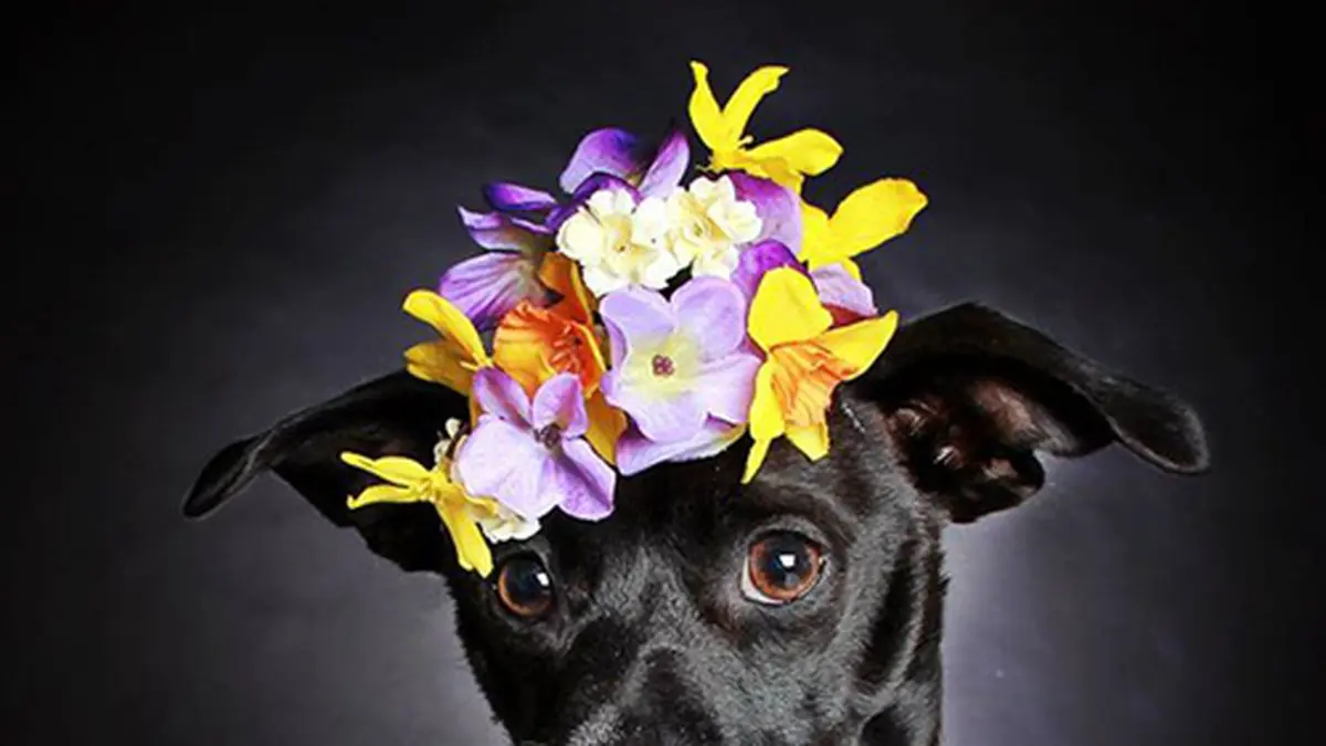 8 Potret Anjing Hitam Dengan Aksesoris Bunga Bikin Dia Terlihat Cantik ...