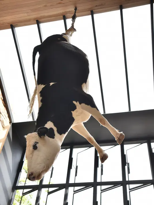 PHOTO: Sadis, Restoran ini Gantung Tubuh Sapi Jadi Hiasan - Foto ...