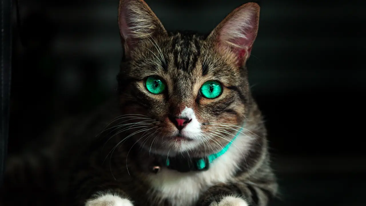 Keistimewaan Kucing di Mata Islam, Hewan Kesayangan Rasulullah - Islami ...