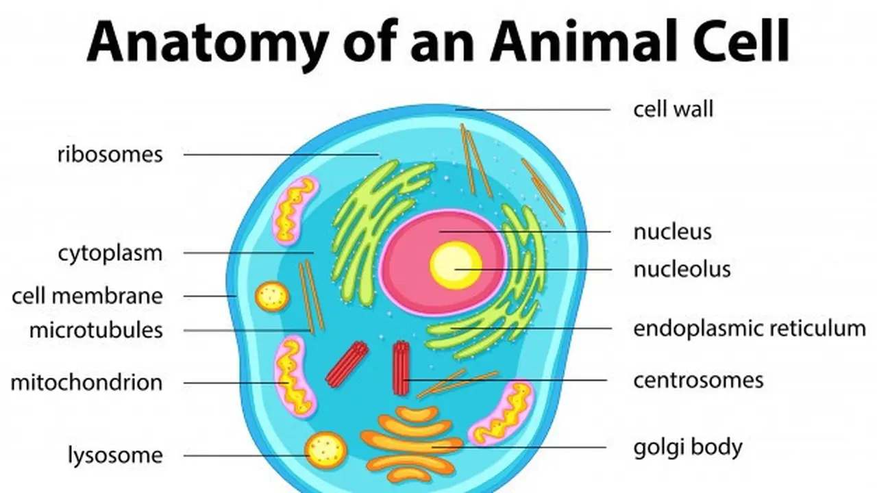 Fungsi Ribosom pada Sel Makhluk Hidup, Struktur dan Jenisnya - Hot ...