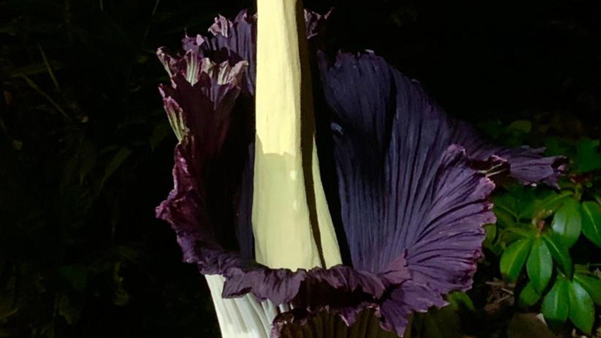 Fakta Menarik di Balik Mekarnya Bunga Bangkai di Rumah Perubahan Bekasi