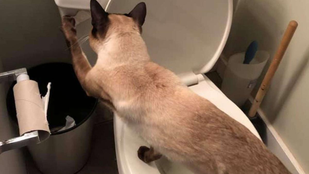 Kocak, Viral Kucing Nakal yang Terobsesi Menyiram Toilet