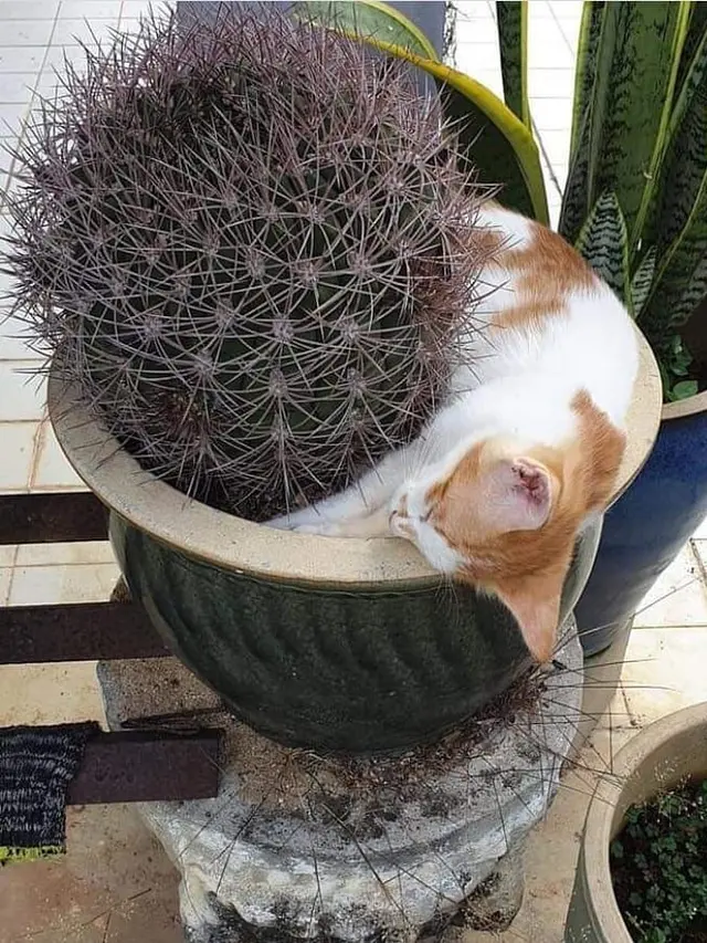 8 Potret Lucu Kucing Tidur di Dalam Pot Ini Posenya Menggemaskan - Hot ...