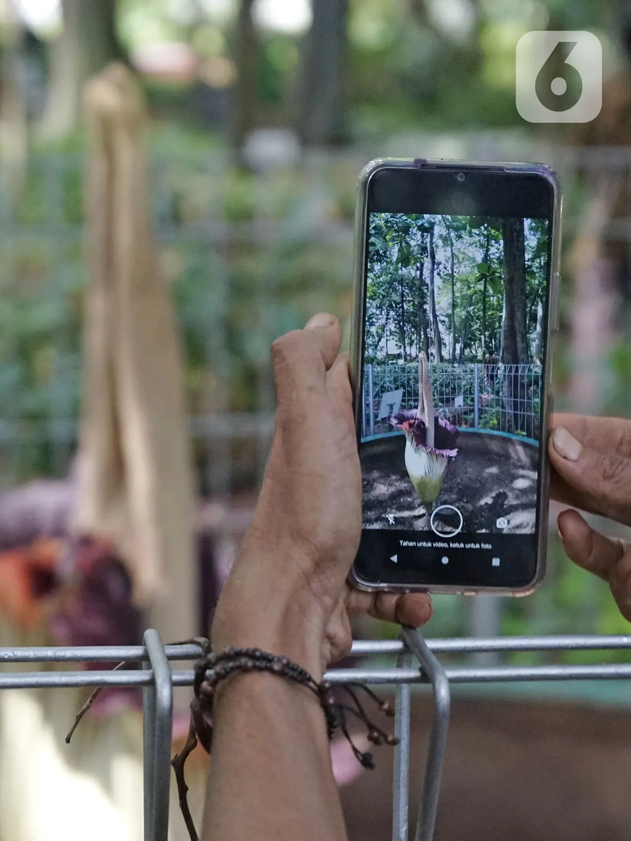 Warga San Francisco Rela Antre Demi Melihat dan Mencium Bau Busuk Bunga ...