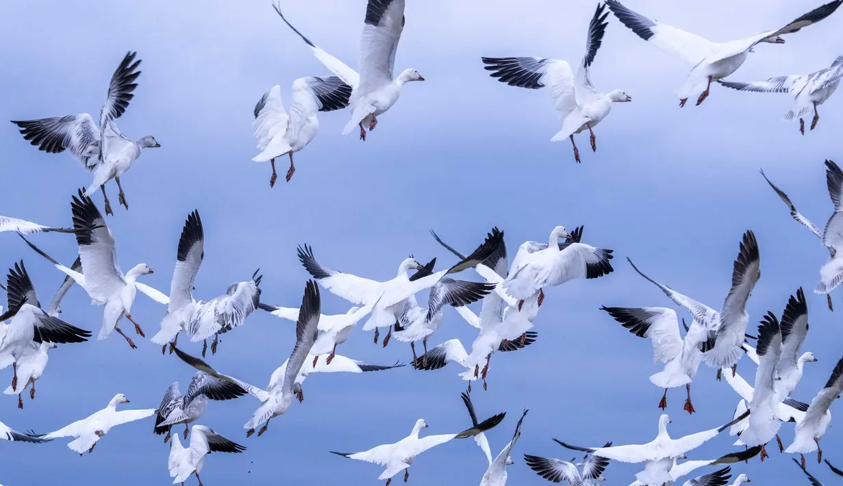 Potret Pemandangan saat Ribuan Angsa Salju Bermigrasi - Foto Liputan6.com