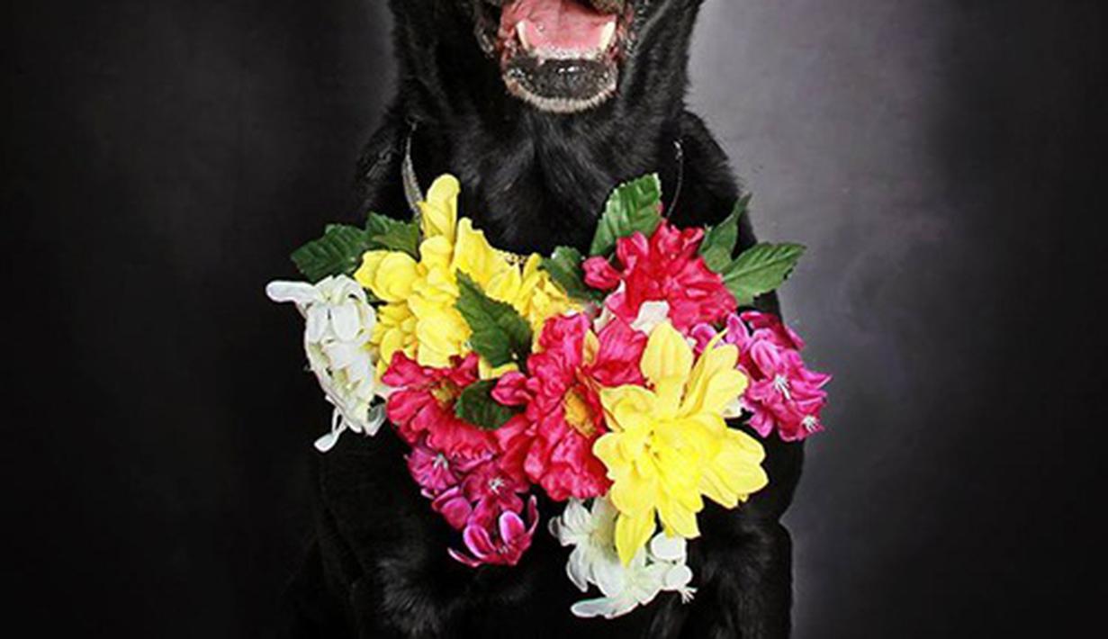 8 Potret Anjing Hitam Dengan Aksesoris Bunga Bikin Dia Terlihat Cantik ...