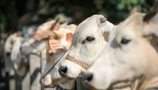 Ciri Ciri Digigit Tungau: Kenali Tanda dan Cara Mengatasinya - Feeds ...