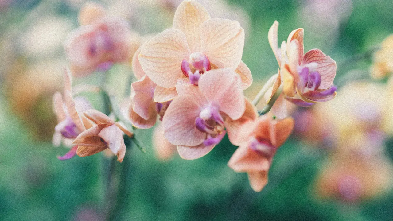 Fantastis, Ini 11 Bunga Termahal di Dunia Tahun 2025 yang Harganya ...