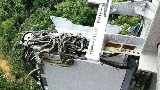 Ngeri! Menara BTS T-Mobile Malah Jadi Sarang Ular - Tekno Liputan6.com