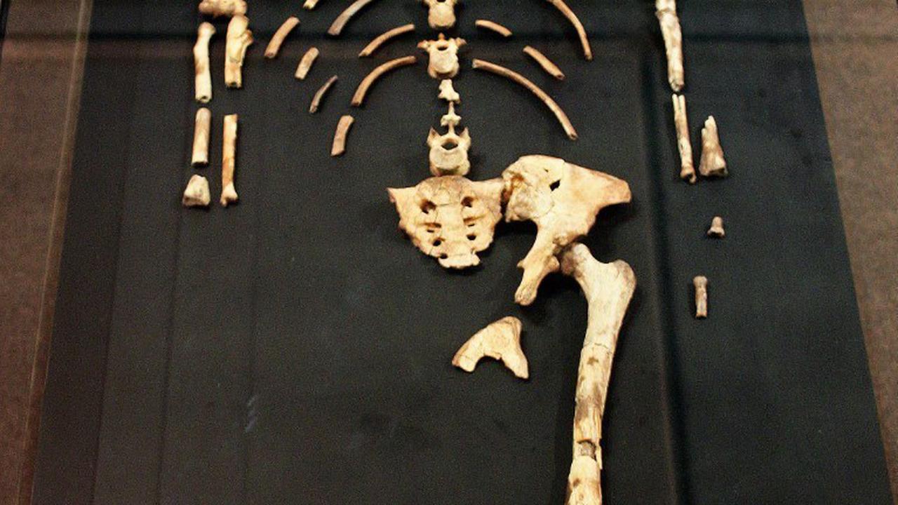 Misteri Kematian Lucy Akhirnya Terkuak Setelah 3 Juta Tahun