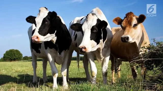 12 Macam Binatang Ternak dan Peliharaan yang Aman dan Menguntungkan ...