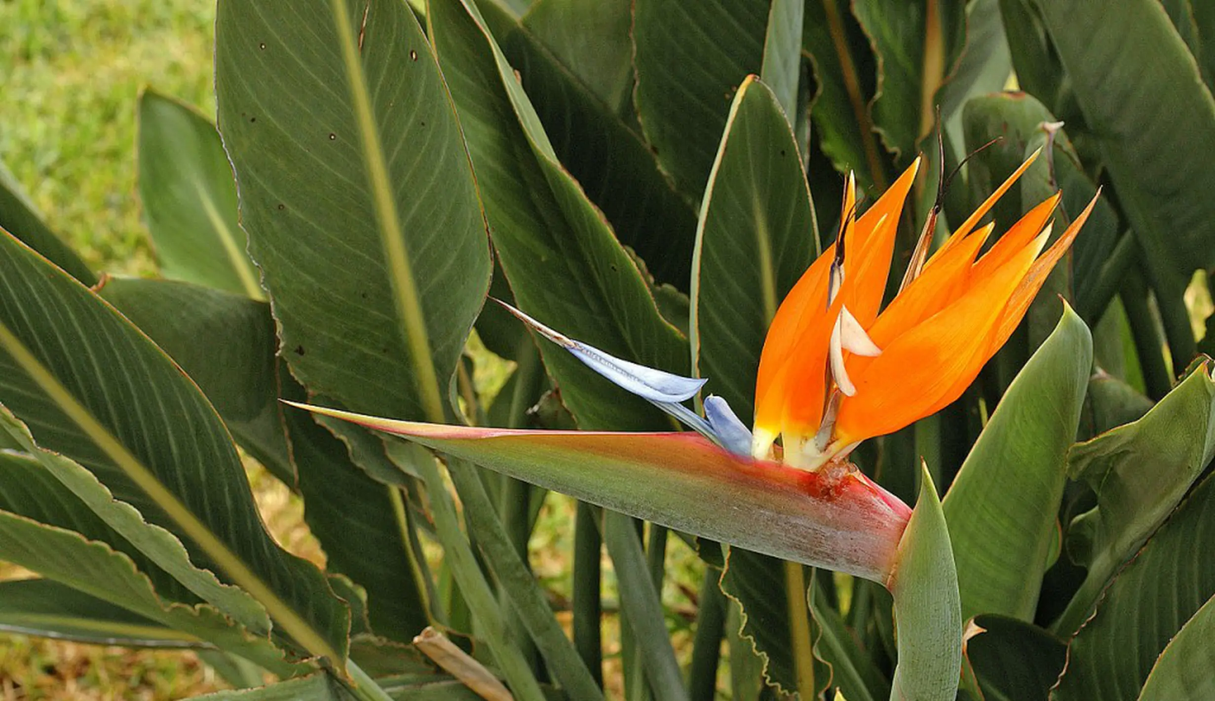 10 Bunga Paling Unik di Dunia - Photo Fimela.com