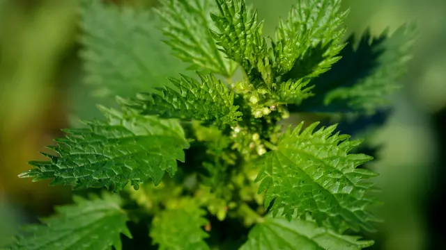 6 Manfaat Daun Jelatang untuk Kesehatan, Bisa Atasi Radang Sendi - Hot ...