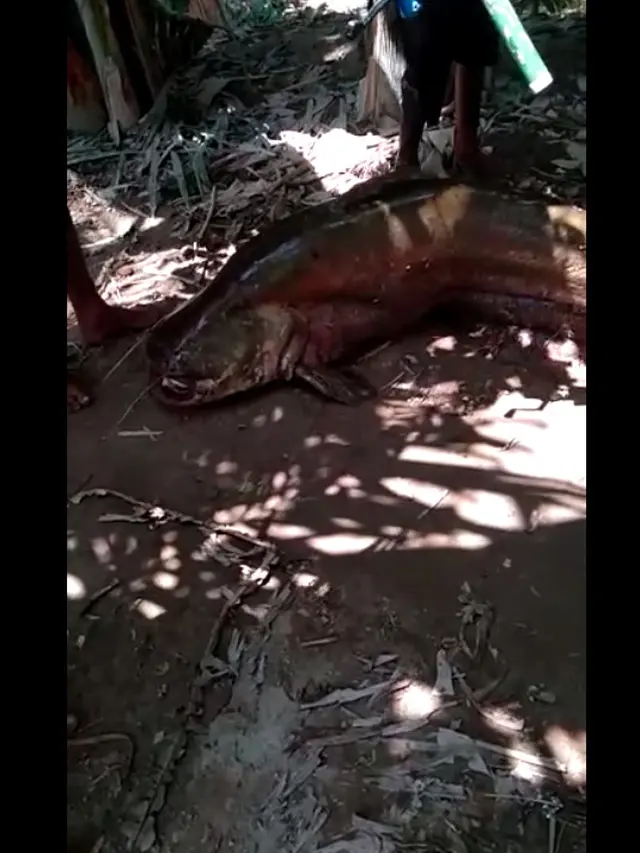 Viral Penemuan Ikan Tapah Raksasa Seberat 65 Kg di Sumatera Utara ...