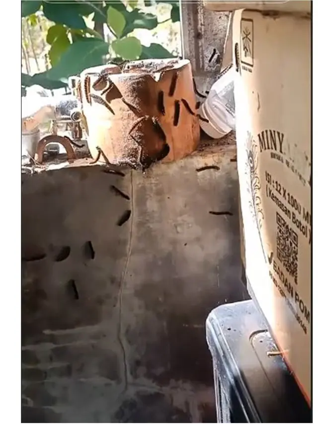 Viral Penampakan Rumah 'Diserang' Ribuan Ulat Jati di Tembok, Bikin Merinding - Hot Liputan6.com