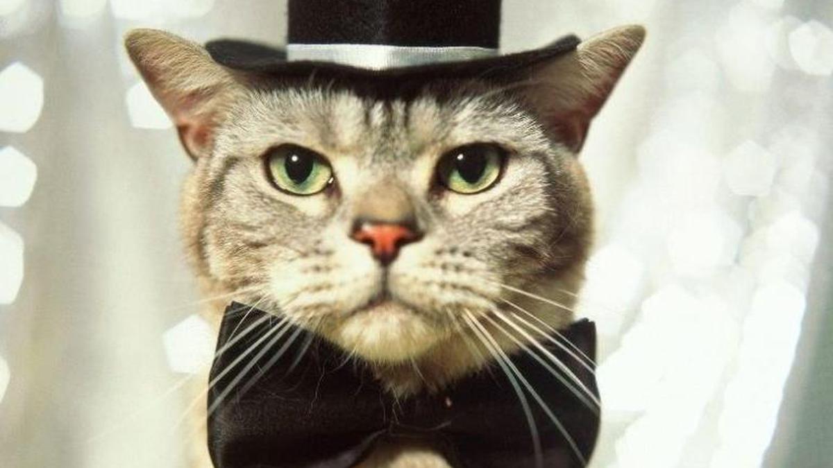 Kucing Bertopi Sanggup Bikin Kamu Menjerit Gemas Subuh Ini