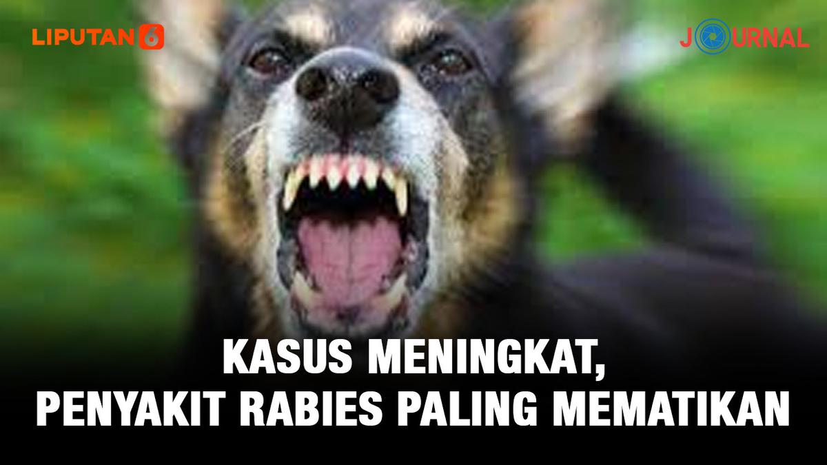 Kasus Meningkat, Penyakit Rabies Paling Mematikan - News Liputan6.com