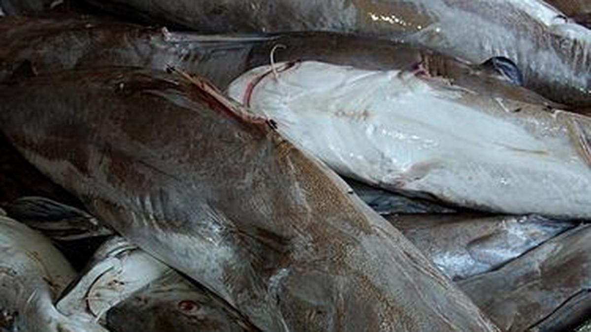 4 Resep Kepala Manyung, Sajian Istimewa dari Bagian yang Dulu Dianggap ...