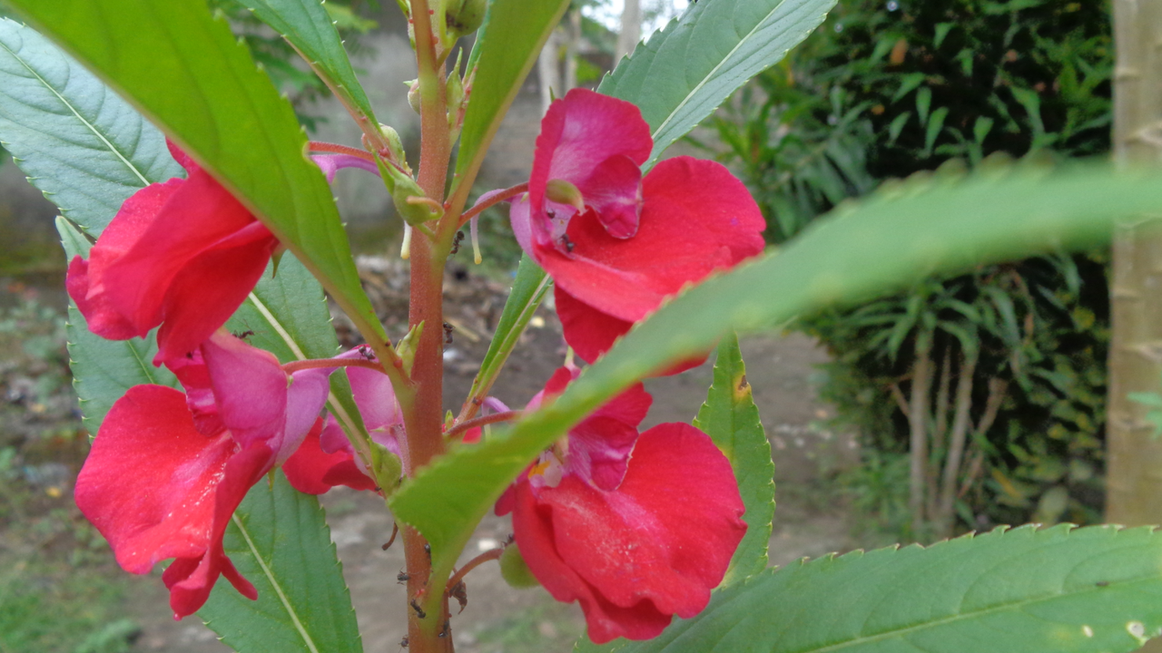 20 Manfaat Bunga Pacar Air Liar, Baik untuk Kesehatan Kulit hingga ...