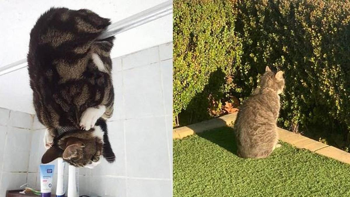 7 Potret Pose Absurd Kucing saat Berada di Rumah Ini Lucu Banget - Hot ...