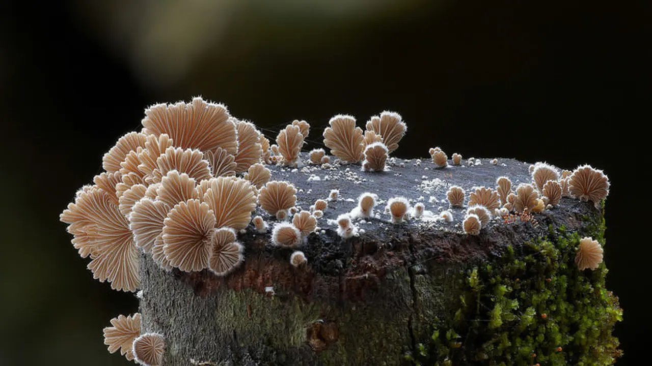 Organisme Adalah Makhluk Hidup yang Memiliki Struktur Terorganisir ...