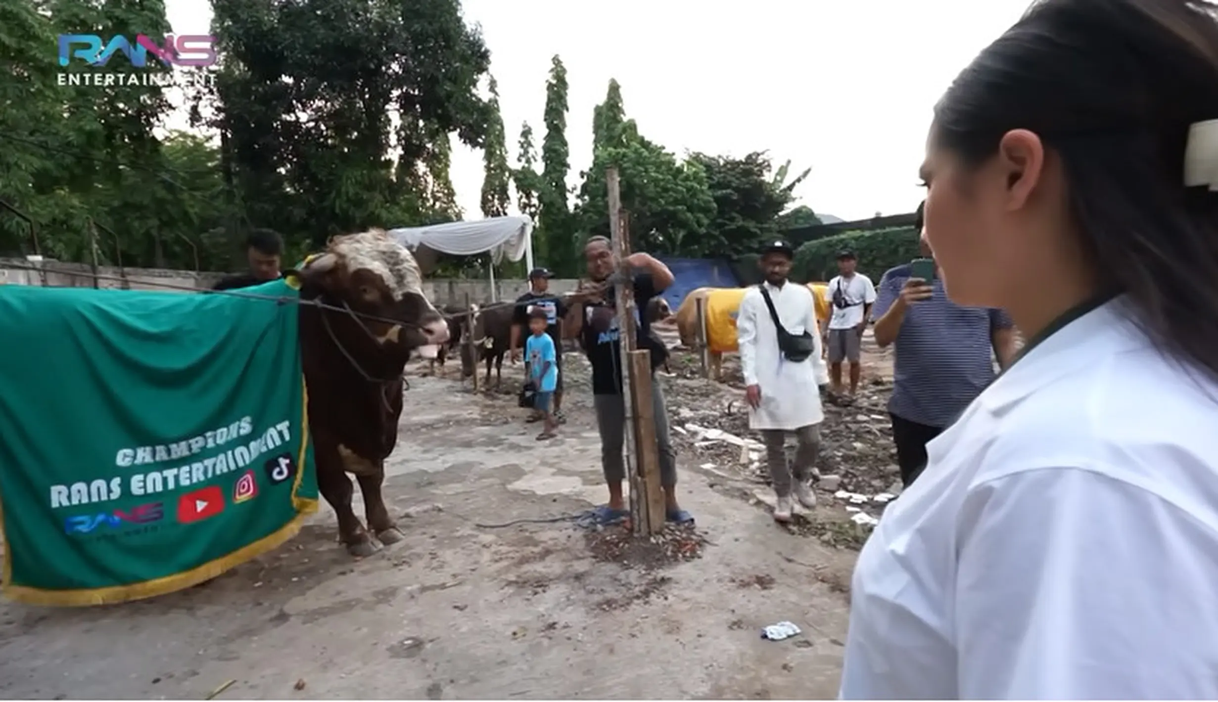 Cipung Kurban Sapi Seberat 1,1 Ton dari Hasil Kerjanya Sendiri, Raffi Ahmad Potong Sapi Pertama ...