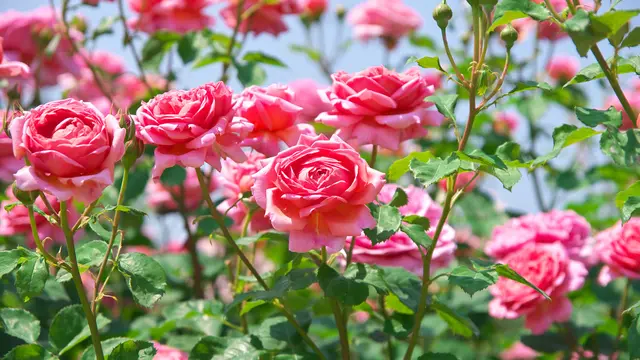 Keunggulan English Rose Dibanding Mawar Lainnya, Salah Satunya ...
