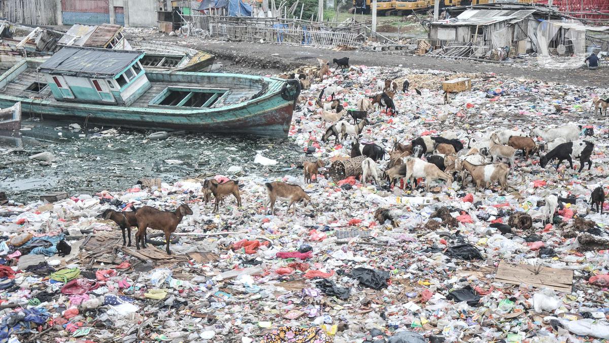 FOTO: Kambing Ternak Makan Sampah di Pesisir Cilincing