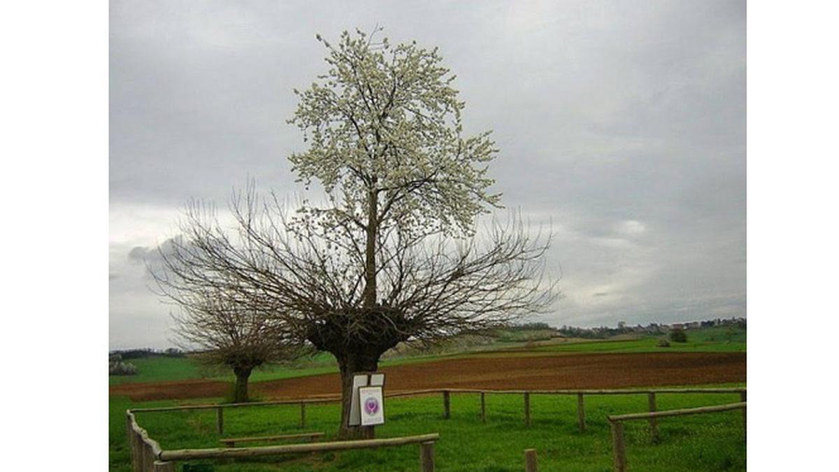 Di Italia Ada Pohon yang Tumbuh Bagai Kembar Siam - Lifestyle Liputan6.com