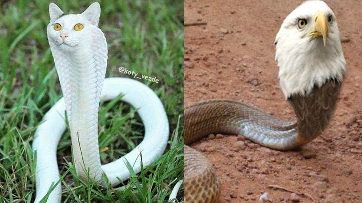 6 Editan Foto Ular Berkepala Hewan Lain Ini Absurd Banget - Hot ...