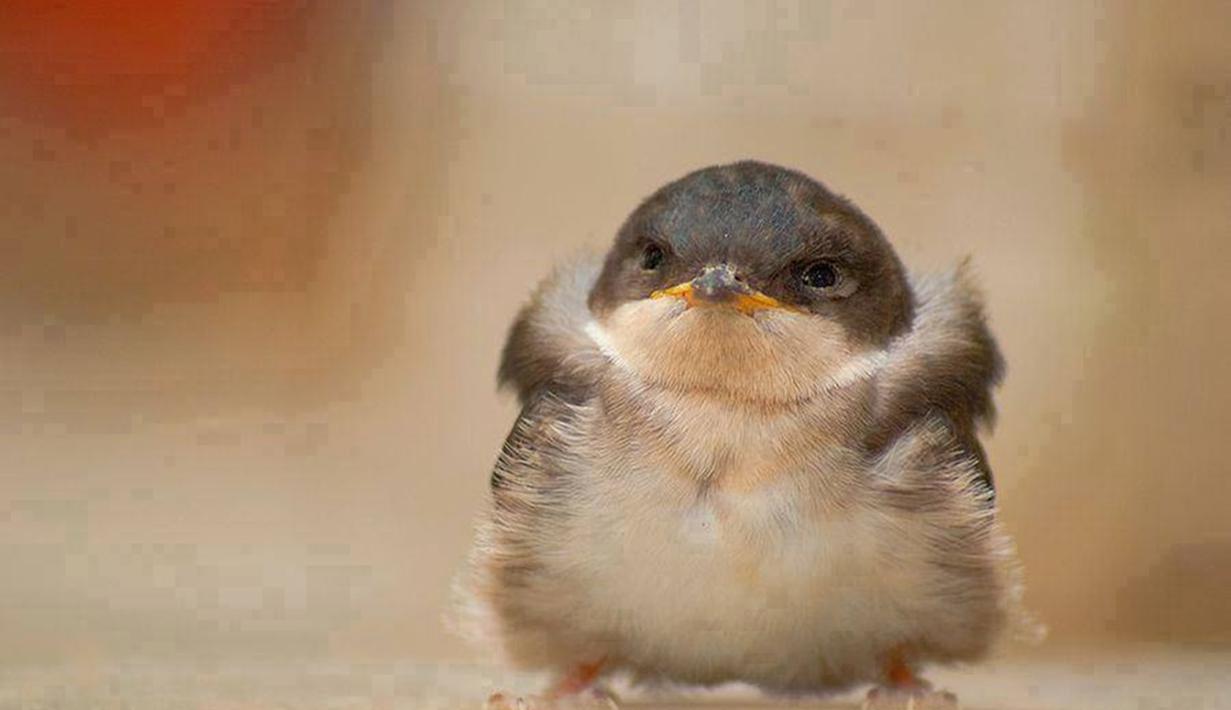 Potret Manis Anak Burung Super Cute Dan Mengagumkan - Photo Fimela.com