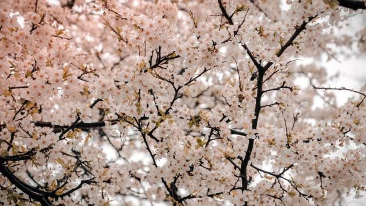 Menjelajah 6 Destinasi Wisata dengan Keindahan Bunga Sakura Terbaik ...