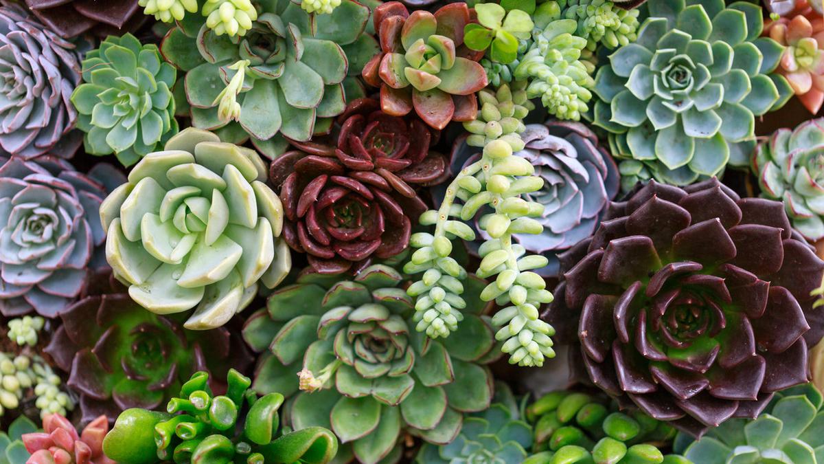 20 Jenis Sukulen Hias Cantik, Tak Butuh Banyak Perawatan