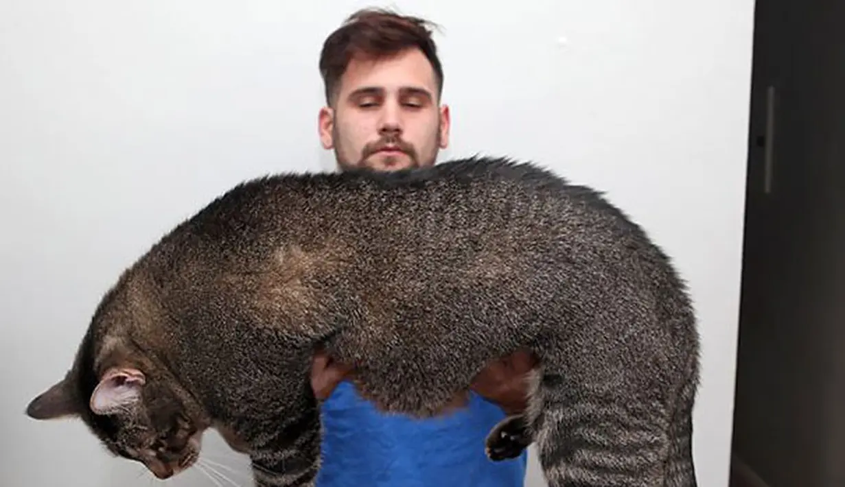 Potret Manis dan Lucu Kucing Dengan Tubuh Raksasa - Photo Fimela.com