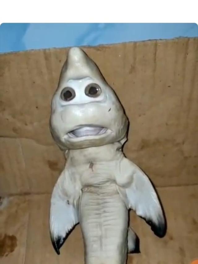Geger Temuan Anak Ikan Hiu Mirip Wajah Manusia di NTT - Regional ...