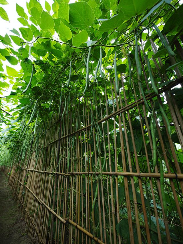 7 Inspirasi Kebun Kacang Panjang Rambat di Pagar Bambu yang Mudah ...