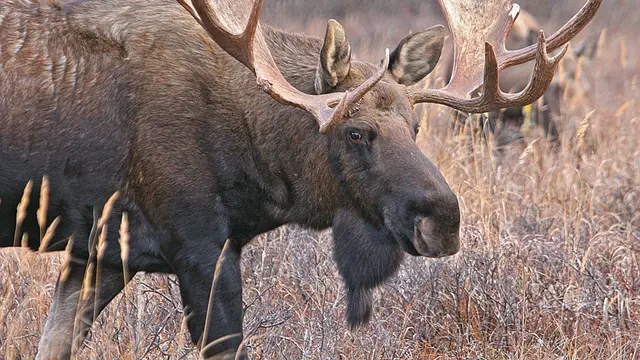 Fakta-Fakta Moose, Rusa Terbesar di Dunia - Global Liputan6.com