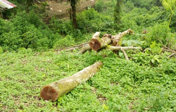 Apa Itu ODF: Panduan Lengkap Tentang Open Document Format