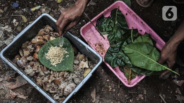 Modal Sampah Hasilkan Rupiah, Panduan Budidaya Maggot BSF dari Nol ...