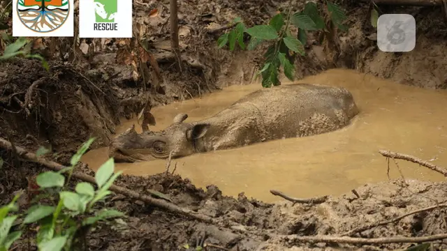 Penantian Panjang Badak Pahu Menunggu Jodoh - Regional Liputan6.com