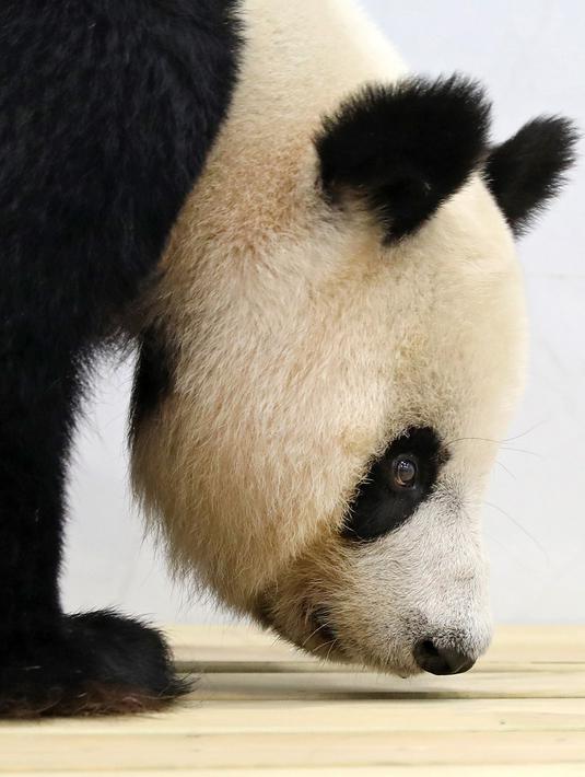 FOTO: Lucunya Panda Raksasa Penghuni Baru Kebun Binatang di Anshan ...