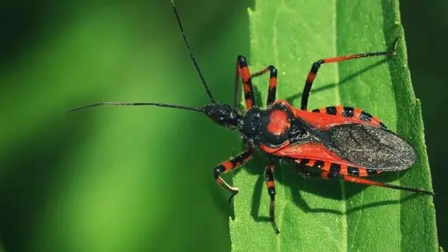 10 Hewan Berjuluk Vampir yang Hidup di Dunia Nyata - Citizen6 Liputan6.com