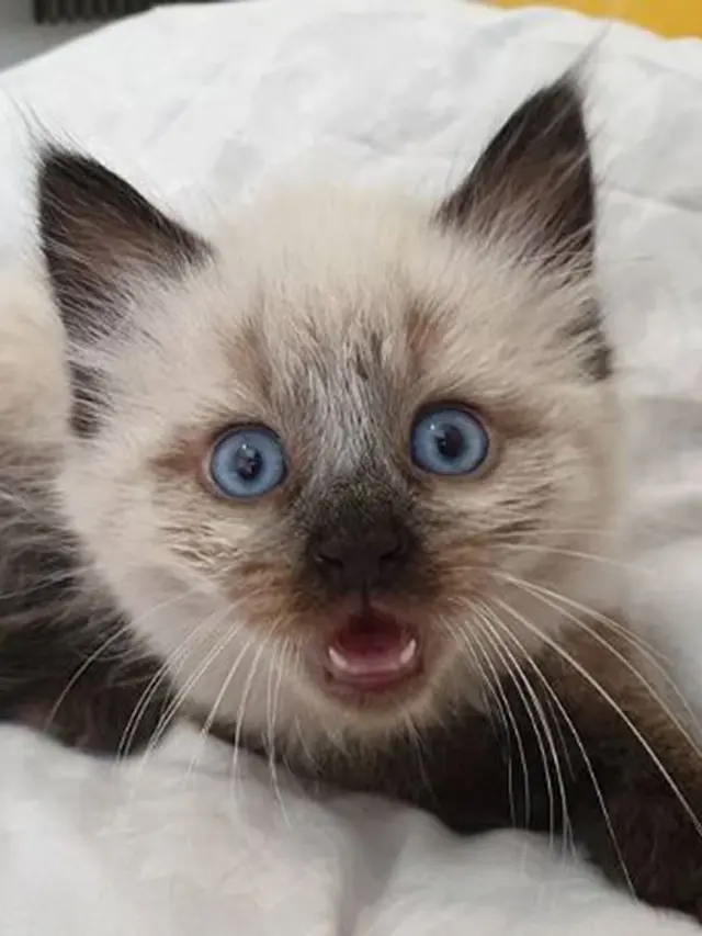 11 Ekspresi Kucing Super Lucu, dari Mengantuk Sampai Terkejut ...