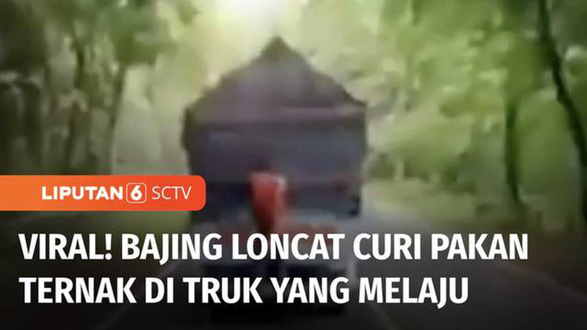 VIDEO: Aksi Bajing Loncat Curi Pakan Ternak di Sebuah Truk yang Melaju ...