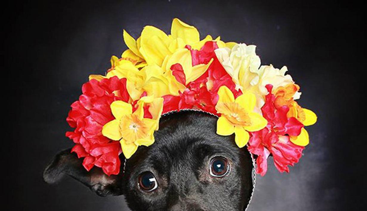 8 Potret Anjing Hitam Dengan Aksesoris Bunga Bikin Dia Terlihat Cantik ...