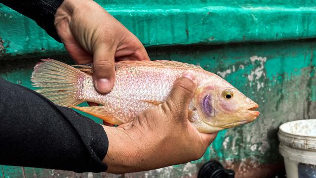 Perbandingan Ternak Lele, Patin, Nila, dan Gabus, Mana Paling ...