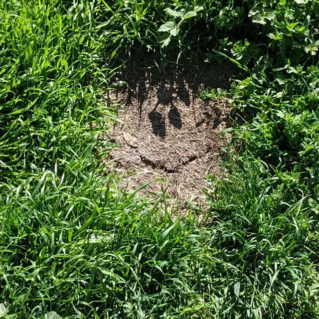 6 Potret Tumbuhan Seperti Sedang Berekspresi Bak Manusia Ini Unik ...