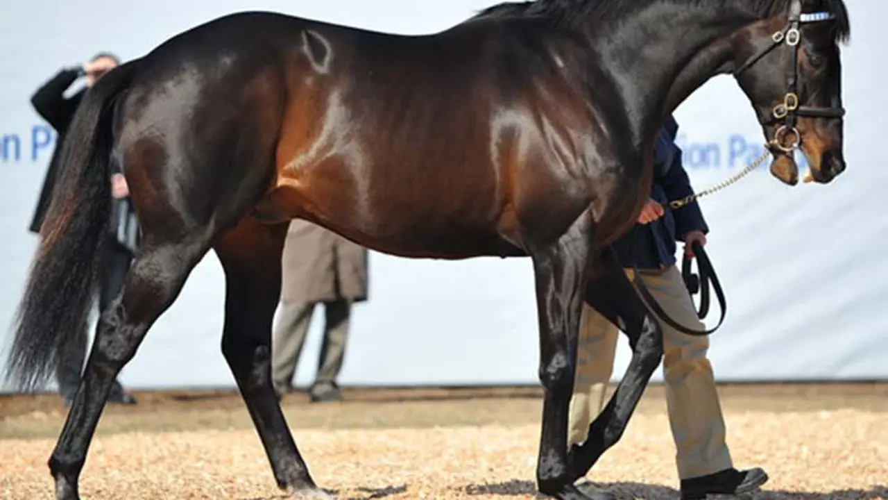 Intip 3 Kuda Termahal di Dunia - Bisnis Liputan6.com