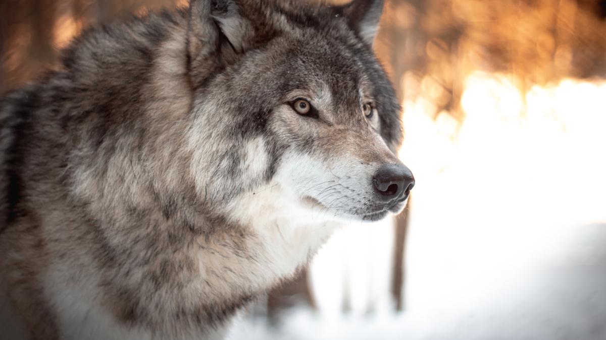 5 Hewan yang Dikenal Paling Setia dan Cerdas Ada Serigala-Bebek