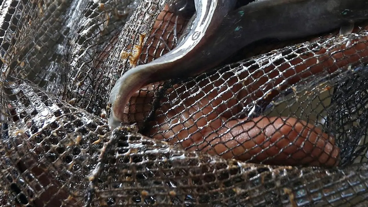 10 Jenis Lele Budidaya di Indonesia, Ketahui Ciri-Cirinya - Hot ...